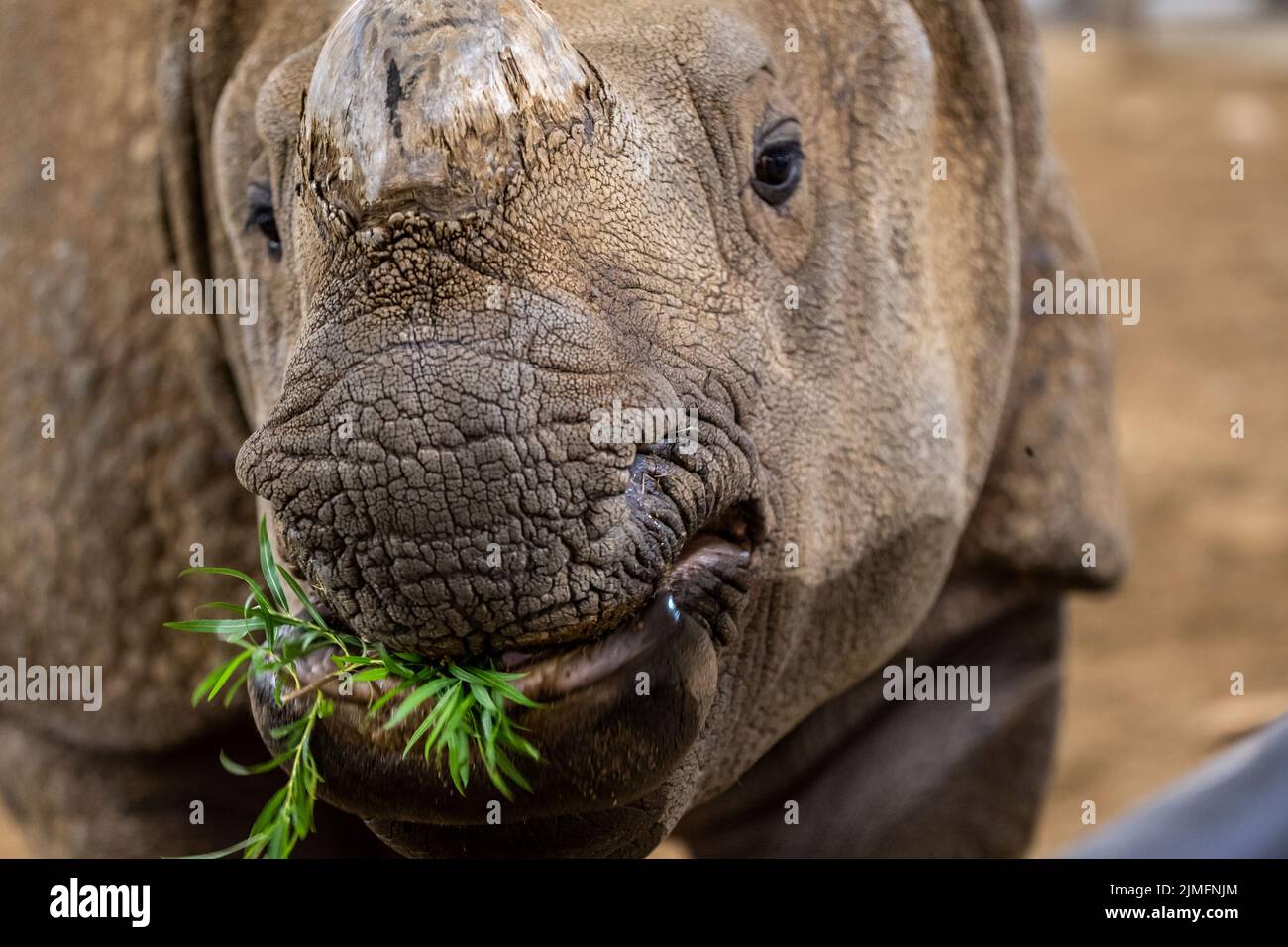 An Indian Rhinoceros in Hemker Park Zoo, Minnesota Stock Photo - Alamy