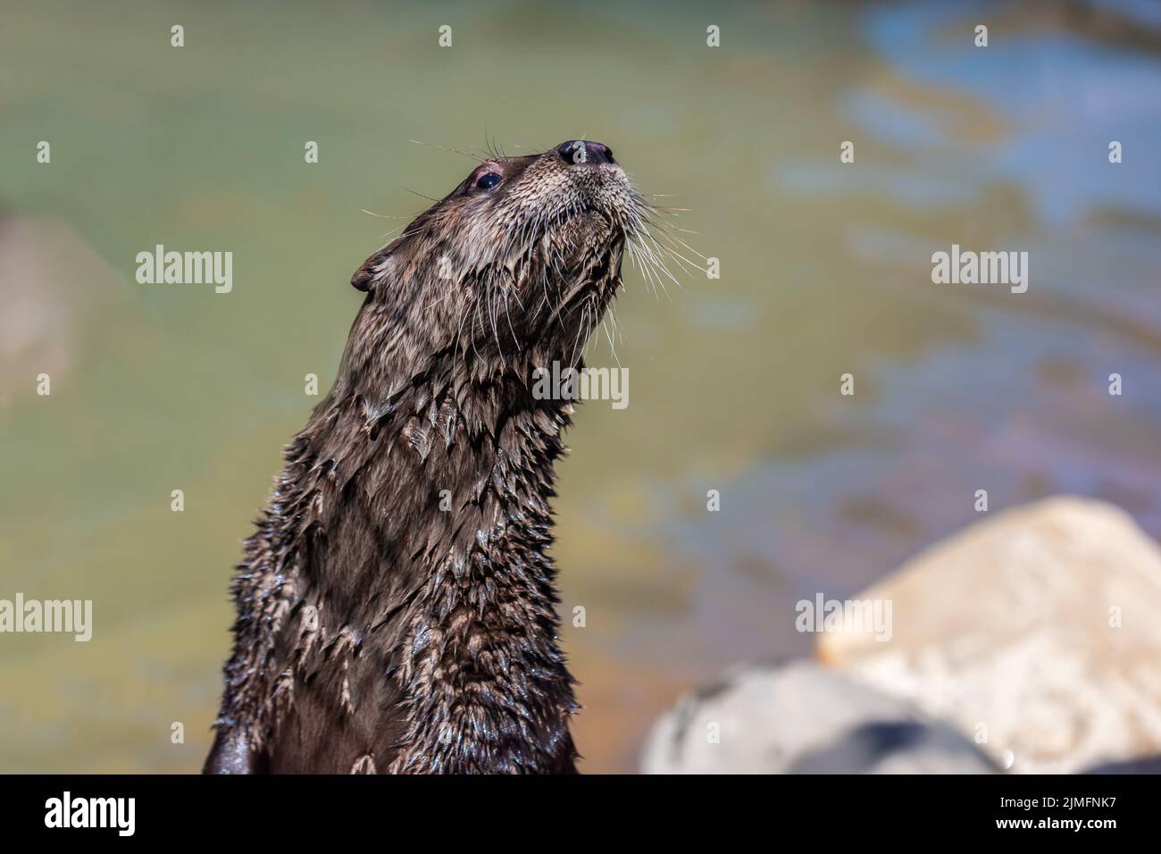 A North American River Otter in Hemker Park Zoo, Minnesota Stock Photo ...
