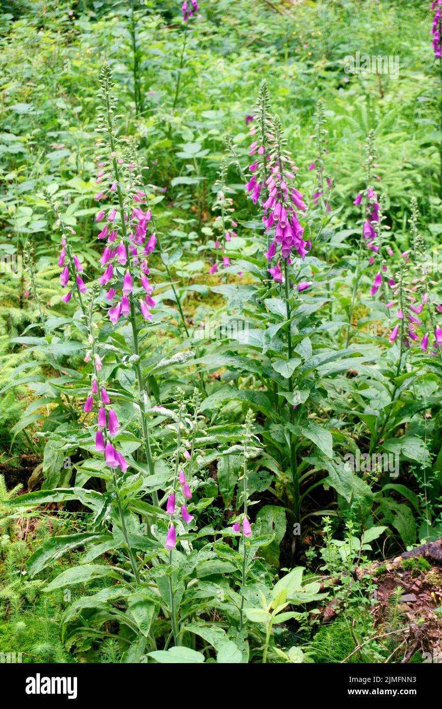 Flowering red foxglove, Digitalis purpurea, in the forest Stock Photo ...