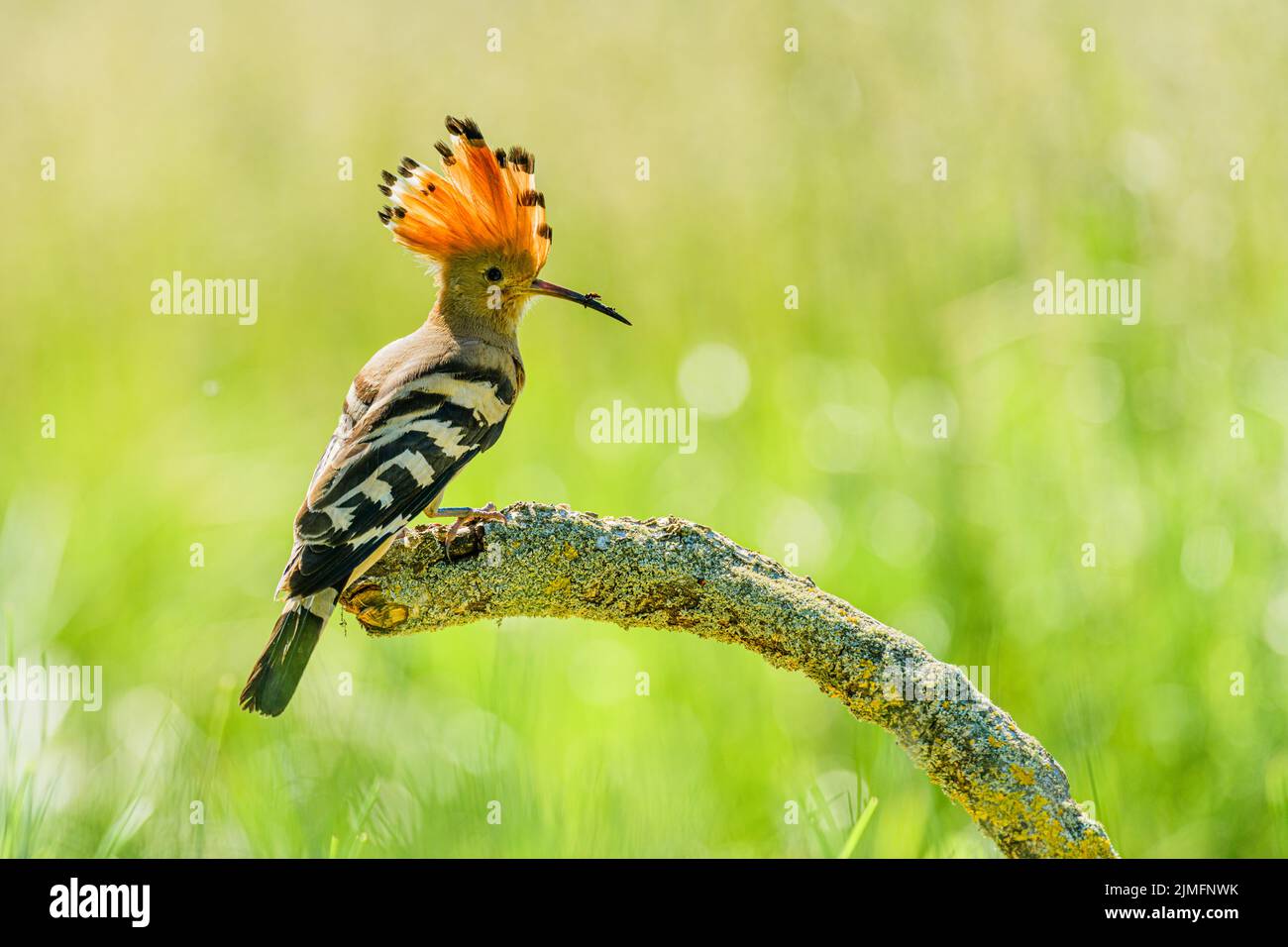 European hoopoe bird upupa hi-res stock photography and images - Alamy