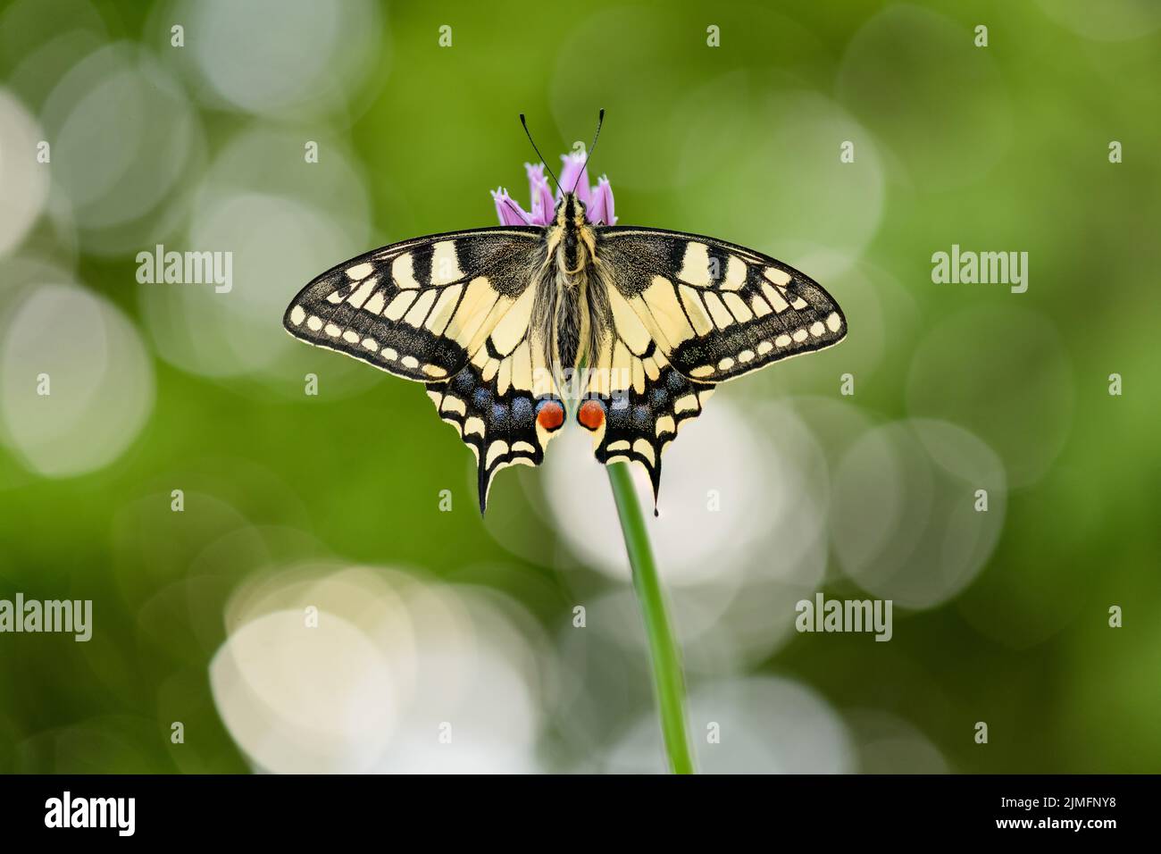 Dovetail caterpillar hi-res stock photography and images - Alamy