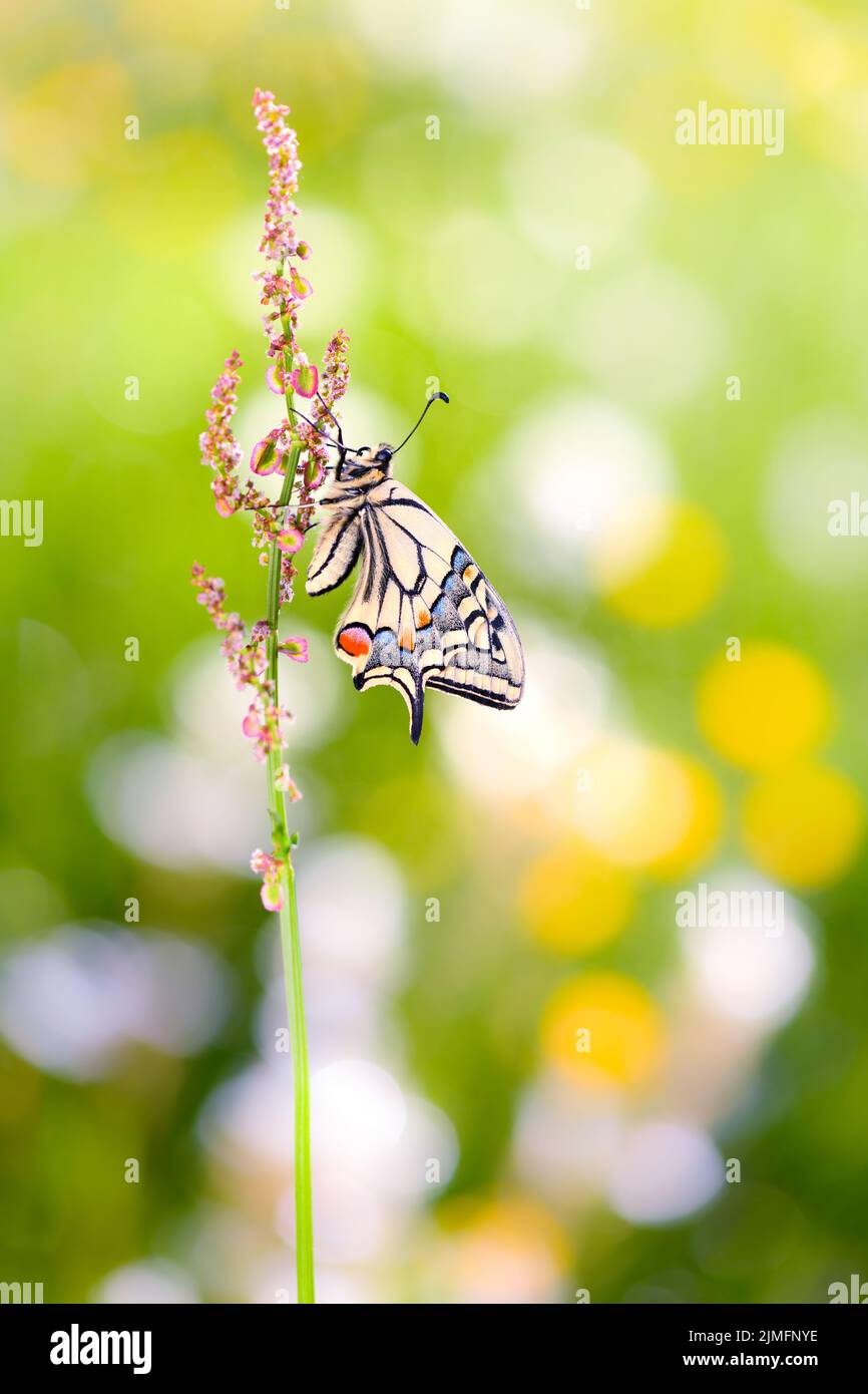 Swallowtail summer hi-res stock photography and images - Alamy
