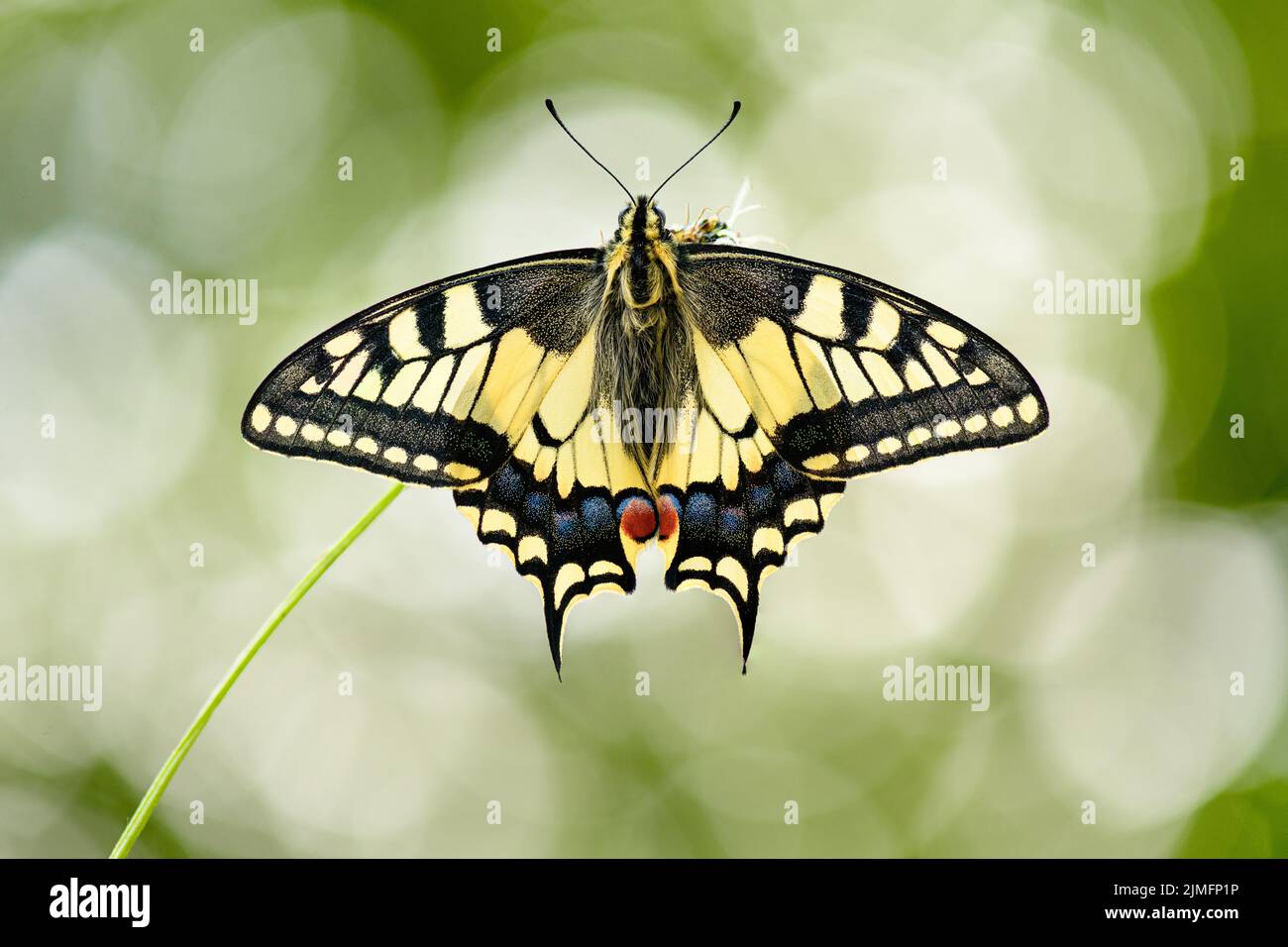 Dovetail caterpillar hi-res stock photography and images - Alamy