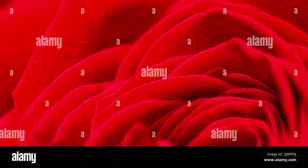 Red rose flower petals. Macro flowers background. Soft focus Stock ...