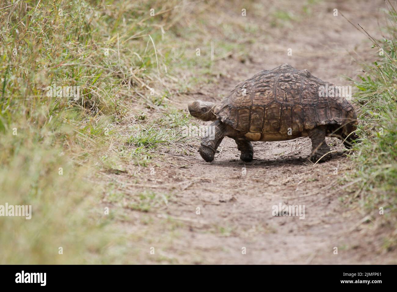 Leopard tortoise kenya hi-res stock photography and images - Alamy
