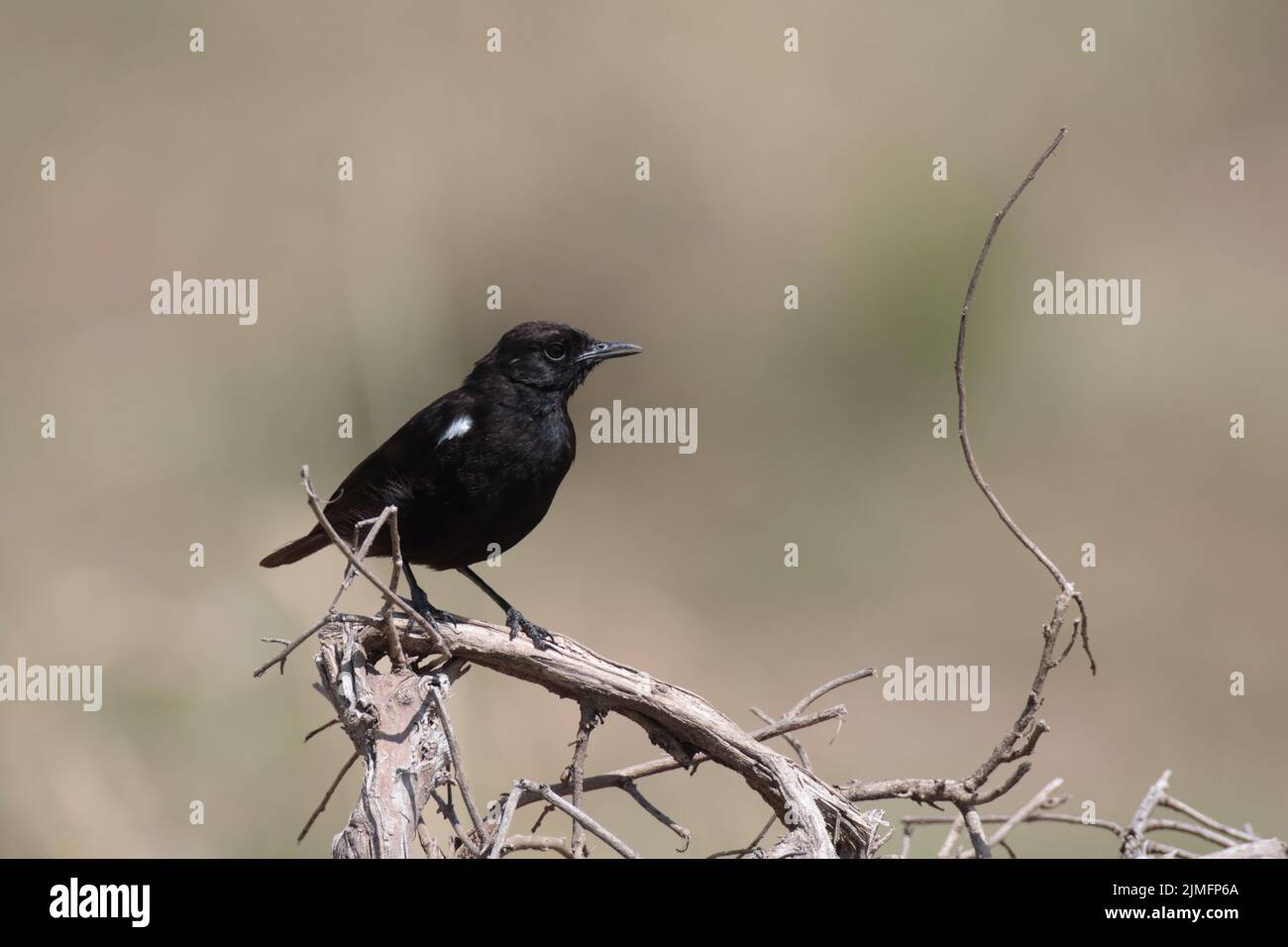 Sooty ant chat hi-res stock photography and images - Alamy