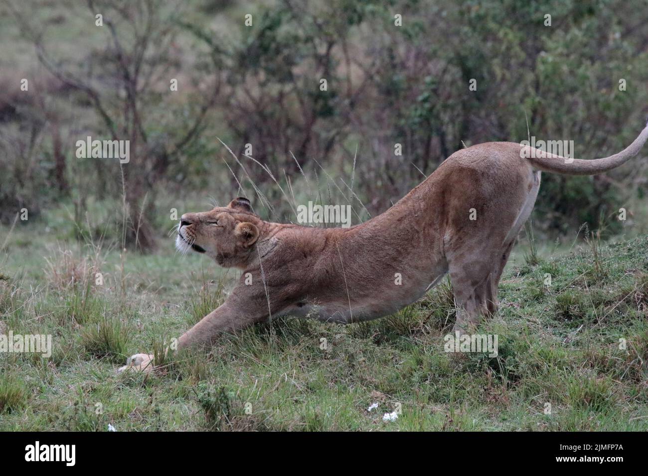 Stretching lion hi-res stock photography and images - Alamy