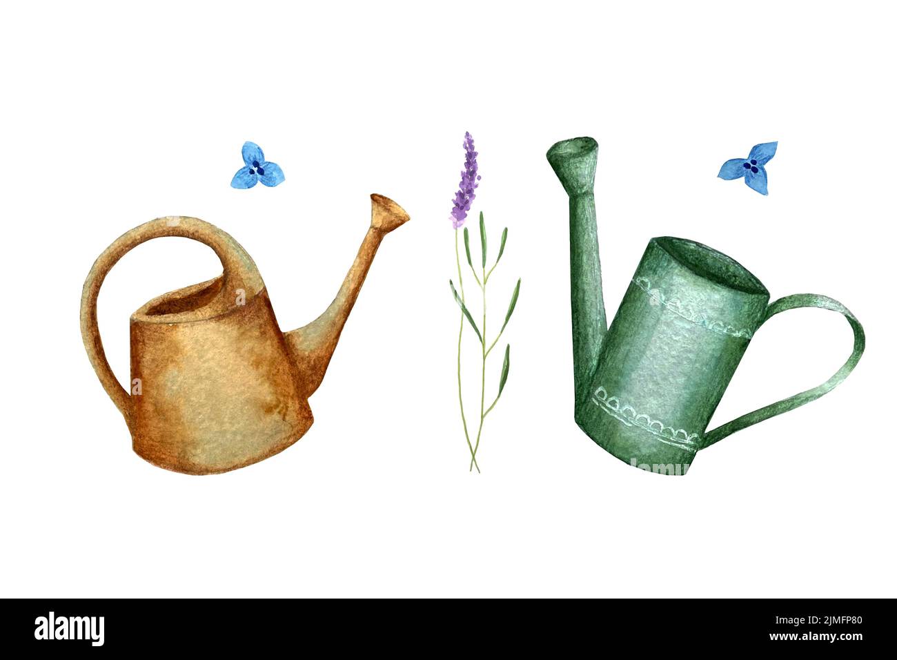Garden watering can set and sprigs of lavender watercolor drawing ...