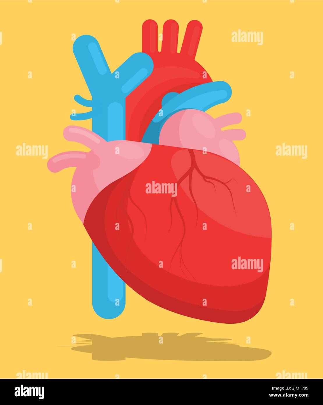 A vector design of a Human heart organ on yellow background Stock ...