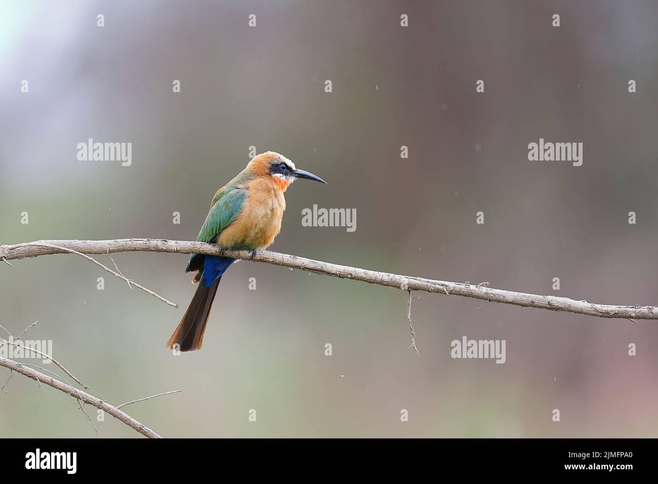 White fronted birds hi-res stock photography and images - Alamy