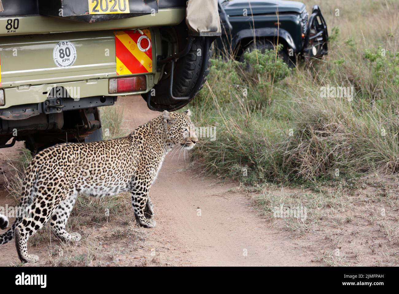 Leopard behind safari car Stock Photo - Alamy
