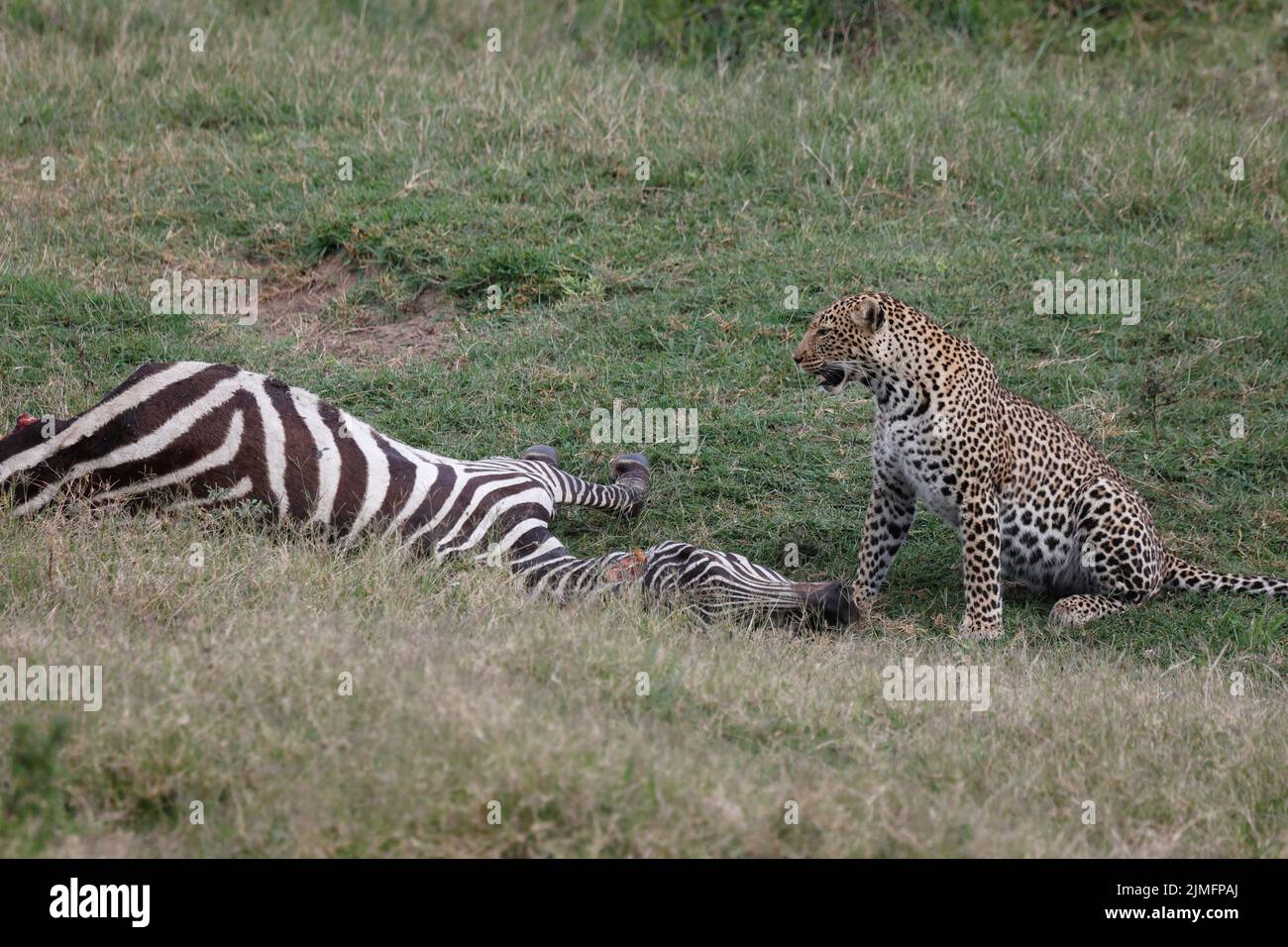 Leopard at a kill Stock Photo - Alamy