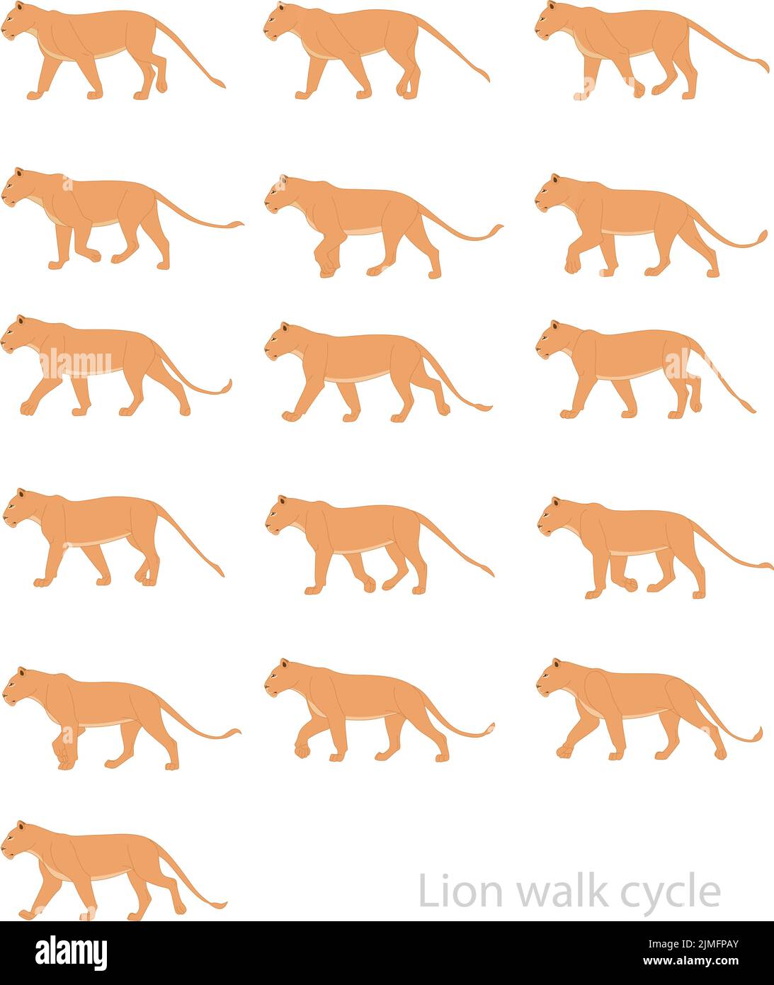 A Vector Design Of Lions Walk Cycle Animation Keyframes On White