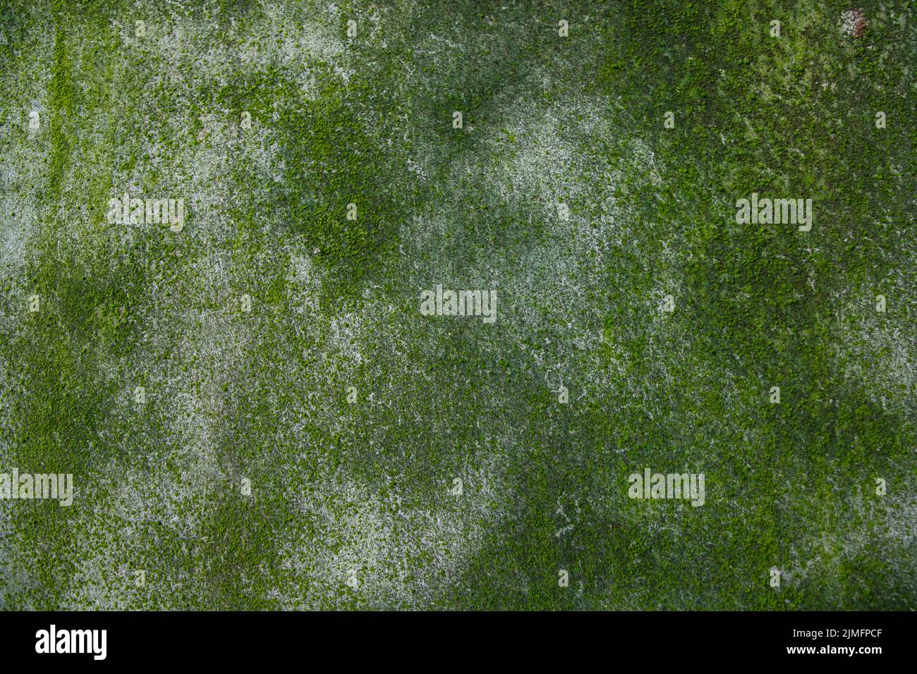 Fungi Green Moss Texture abstract background concrete wall. Rusty ...