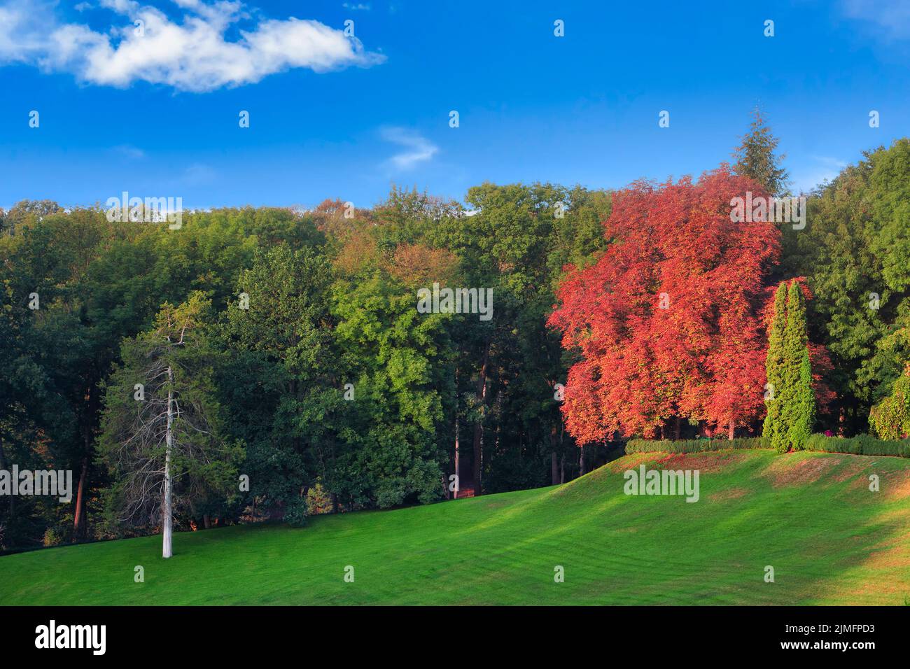 September landscape in the park. The tree sheds its yellowed leaves ...
