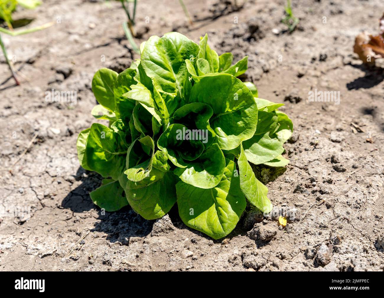 Little gem lettuce growing hi-res stock photography and images - Alamy