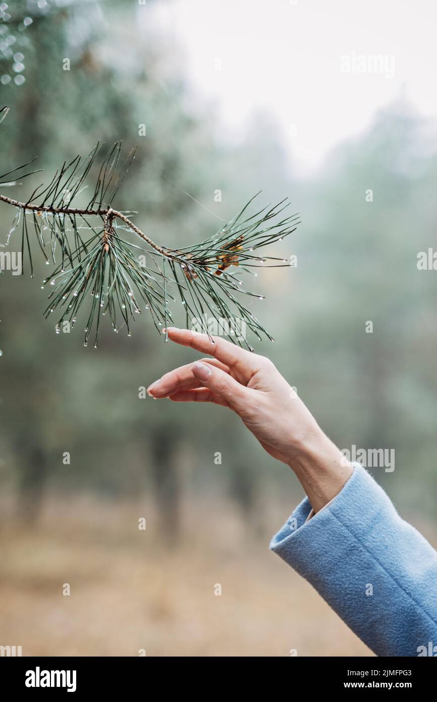 Female hand touching pine tree with water drops in the wild forest ...