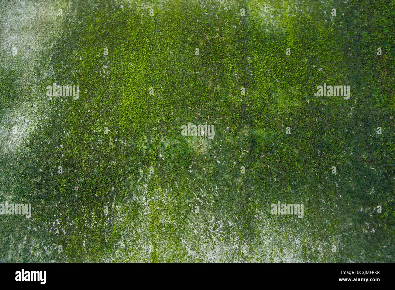 Fungi Green Moss Texture abstract background concrete wall. Rusty ...