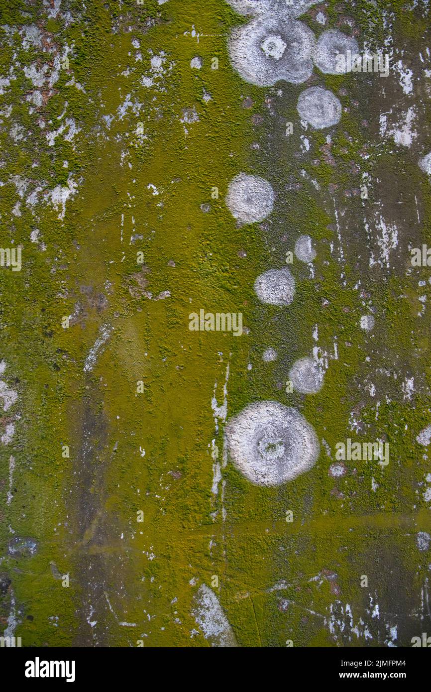 Fungi Green Moss Texture abstract background concrete wall. Rusty ...