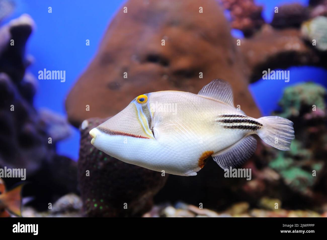 Picasso Triggerfish in Red Sea Stock Photo - Alamy