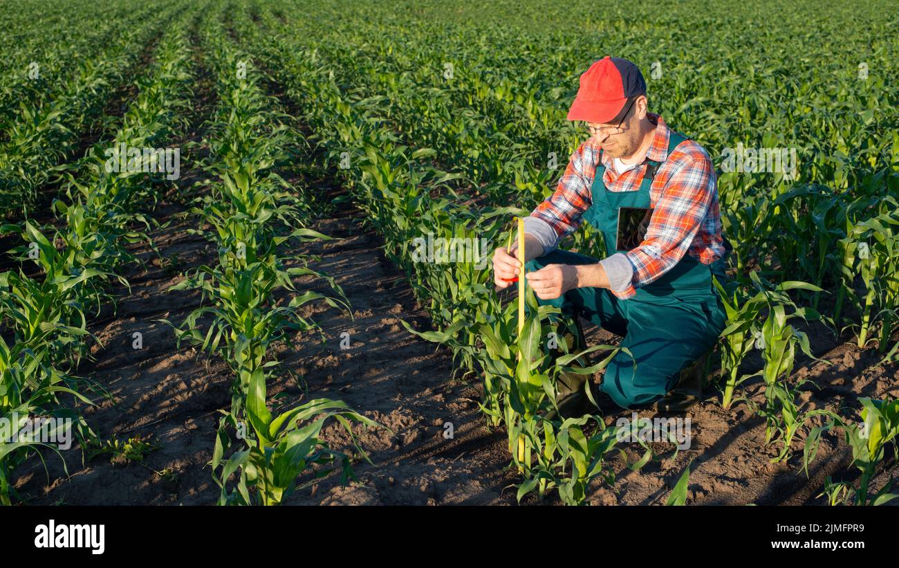 Middle age male caucasian maize farmer with tape measure and tablet ...