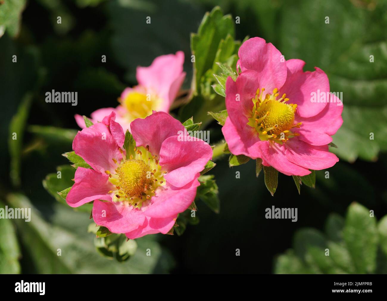 Strawberry green flowers hi-res stock photography and images - Alamy
