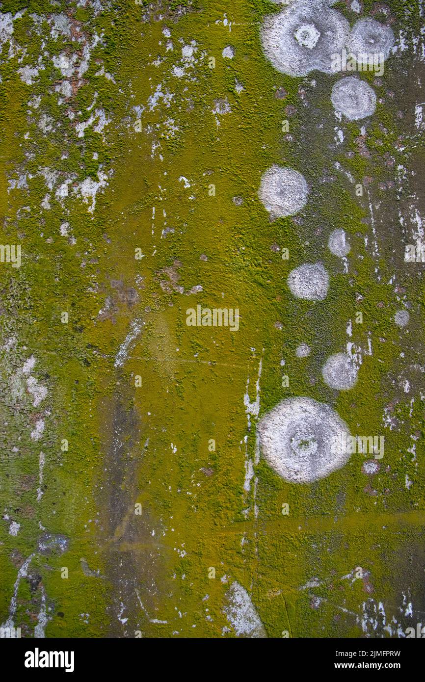 Fungi Green Moss Texture abstract background concrete wall. Rusty ...