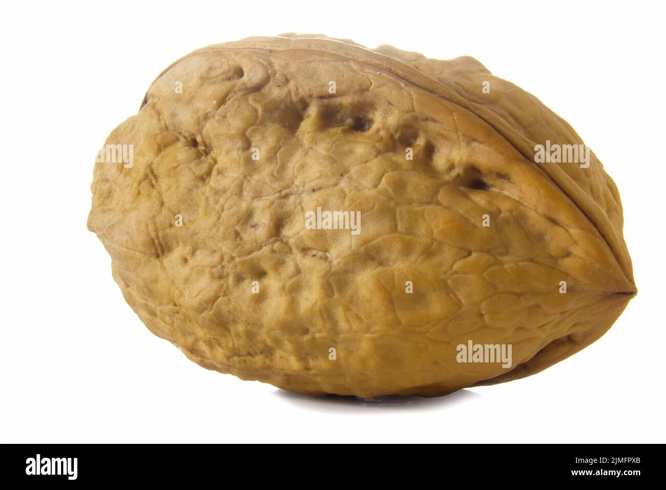 Walnut close-up isolated on white background Stock Photo - Alamy