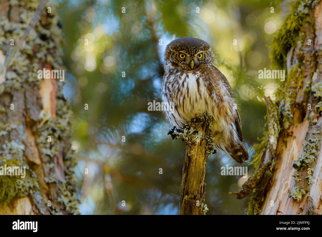 Looking at owl hi-res stock photography and images - Alamy
