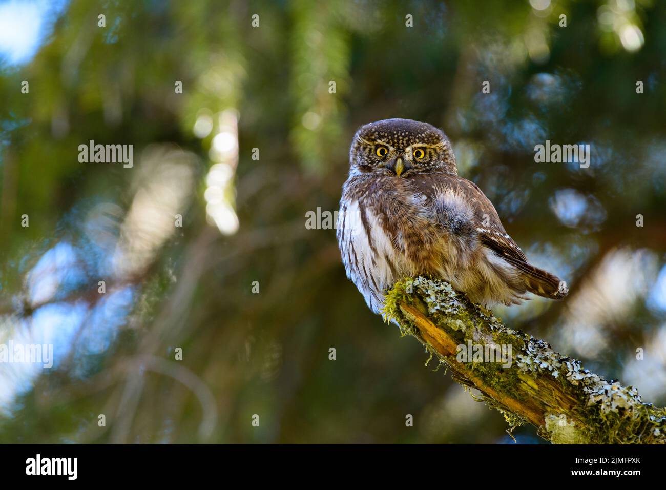 Owl strigiformes hi-res stock photography and images - Alamy
