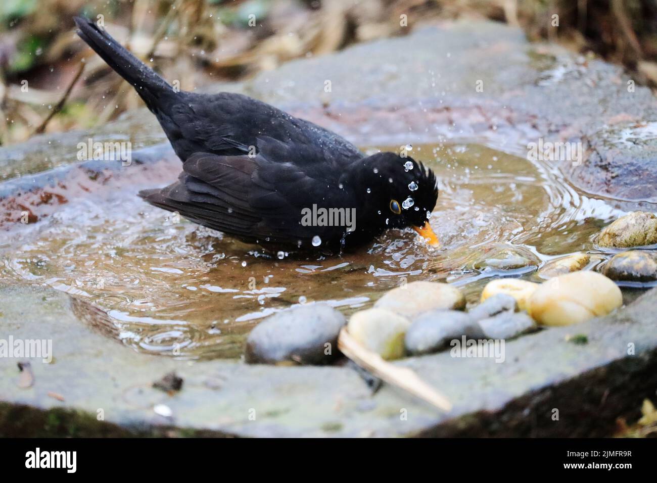 A Blackbird in a Garden, Germany, Europe Stock Photo - Alamy