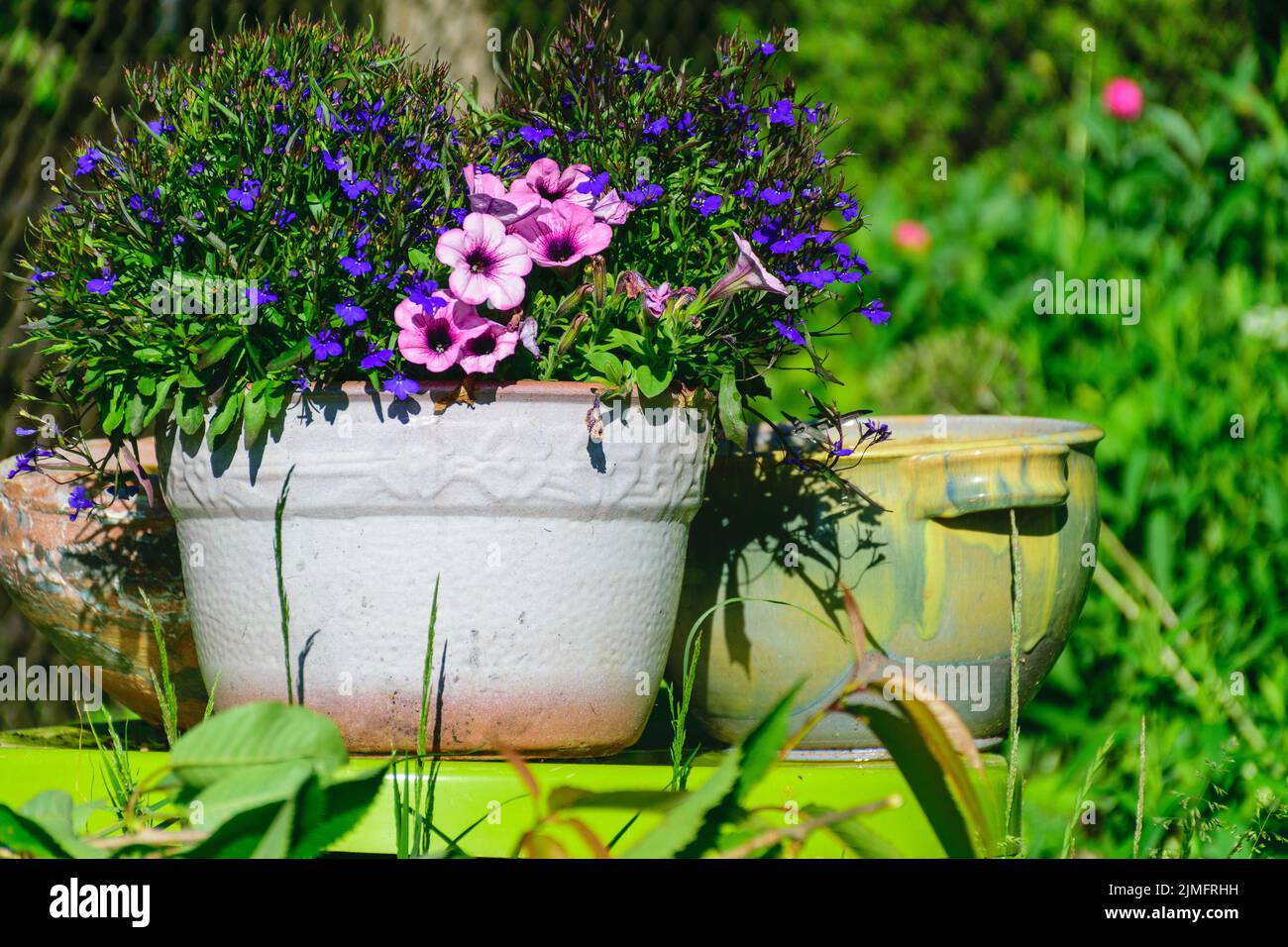 Scenic view of beautiful garden, colorful flowers in pots, home hobby ...