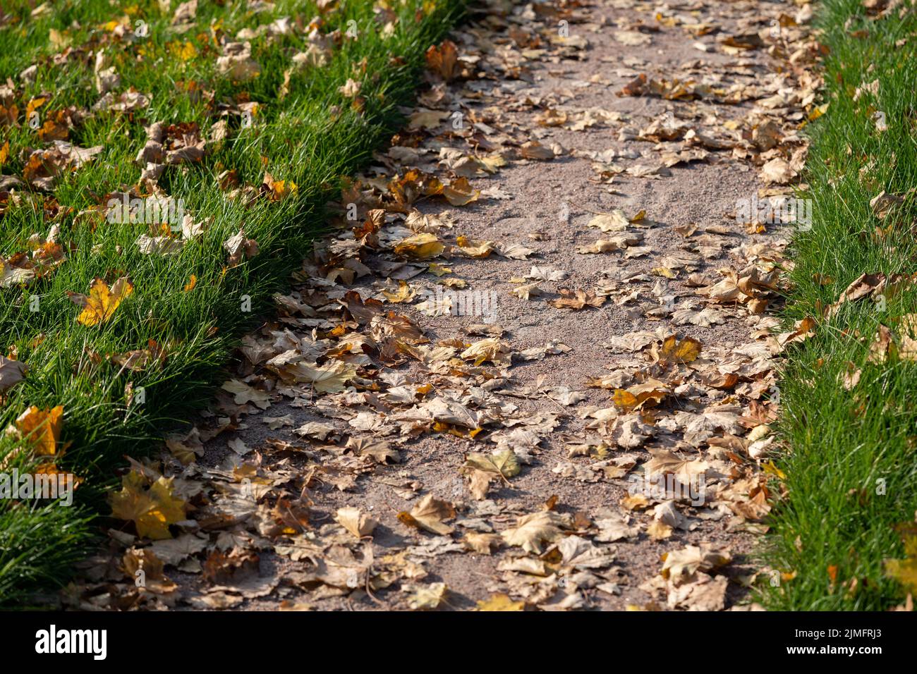 Ground path stretches between lush green grass covered with fallen ...