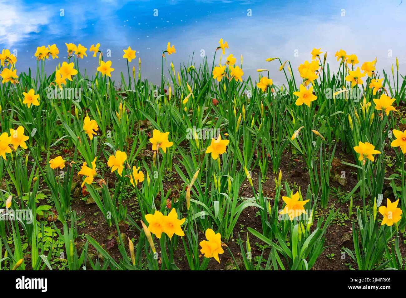 Reflection water flowers hi-res stock photography and images - Alamy