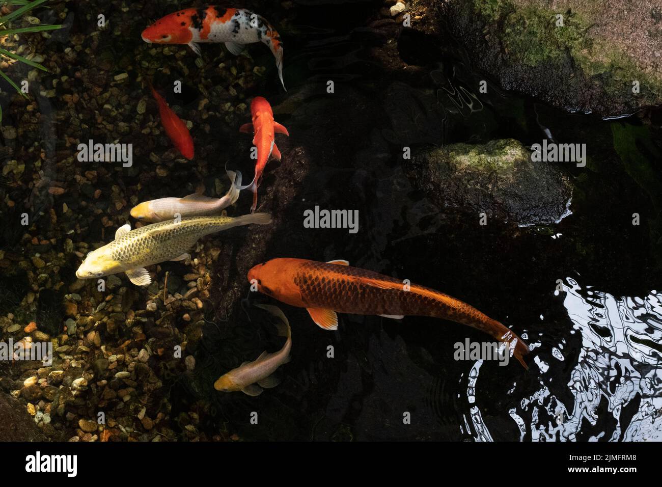Giant goldfish hi-res stock photography and images - Alamy