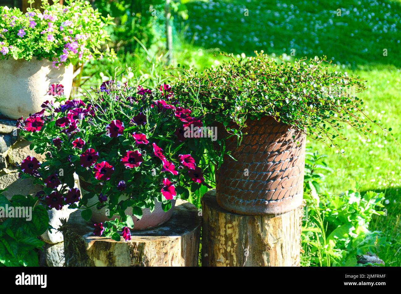 Scenic view of beautiful garden, colorful flowers in pots, home hobby ...