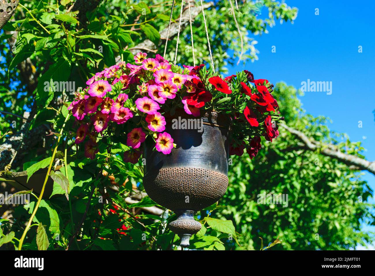 Scenic view of beautiful garden, colorful flowers in pots, home hobby ...