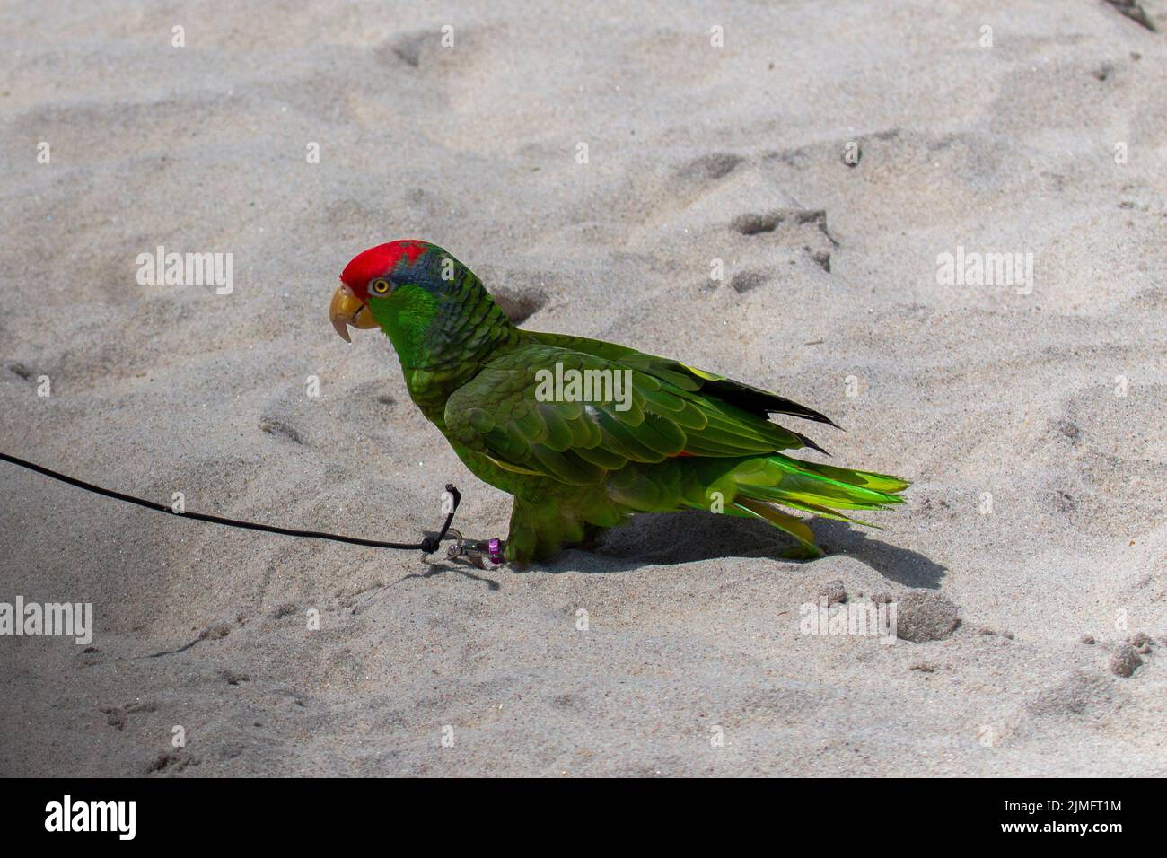 Leg green parrot close hi-res stock photography and images - Alamy