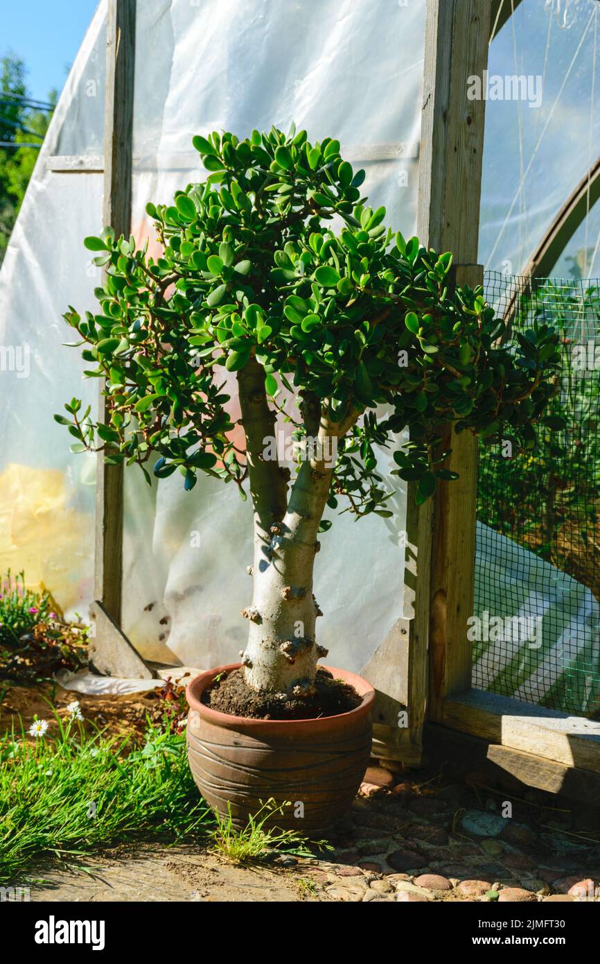 Scenic view of beautiful garden, colorful flowers in pots, home hobby ...