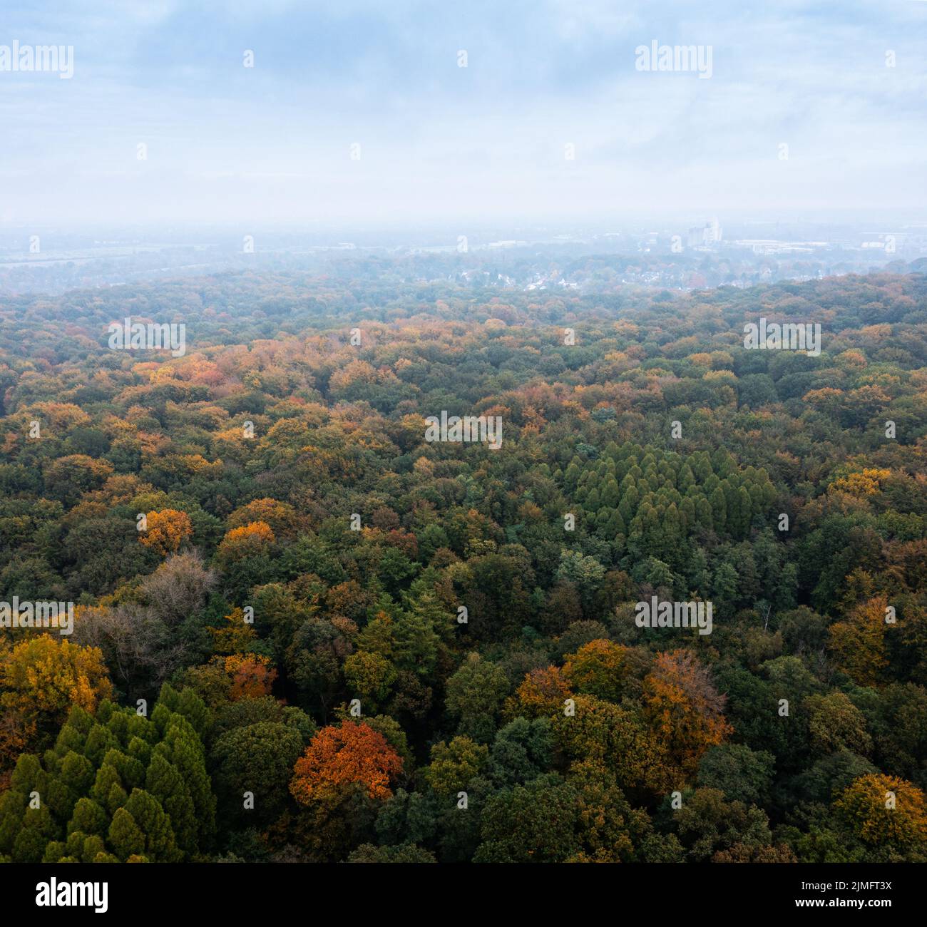 Bird's eye view of the autumn-colored forest in Duisburg, Germany Stock ...