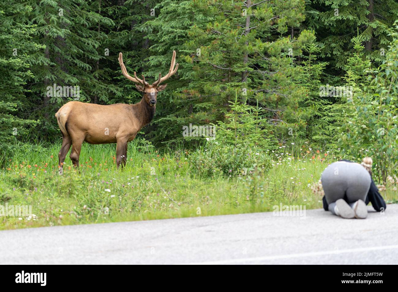 Bull elk stares down a tourist (de-focused) who is too close to the ...