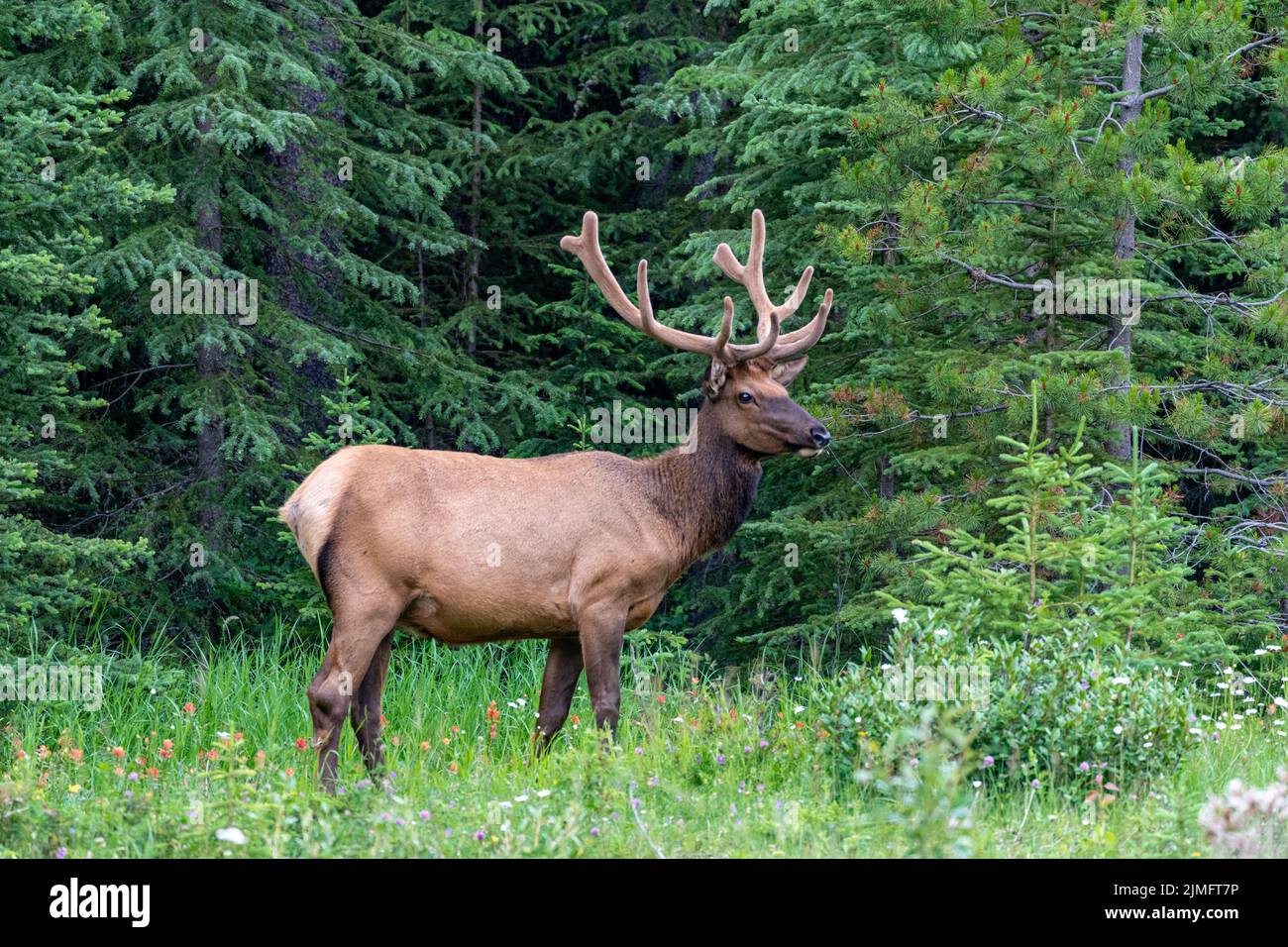 Large bull elk stands in a forest with wildflowers in Jasper National ...