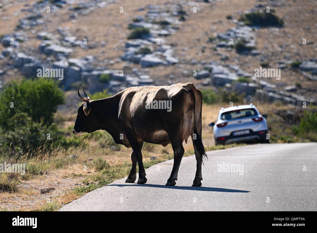 Cows grazing by the road near Vrlika, Croatia on 6th August 2022. Photo ...
