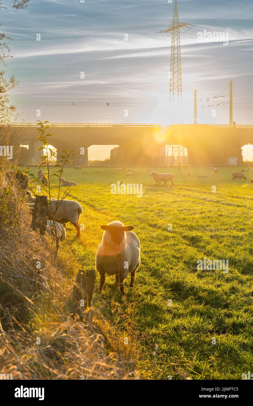 Sheep in the sunrise over the Ruhr meadow in Duisburg Stock Photo - Alamy