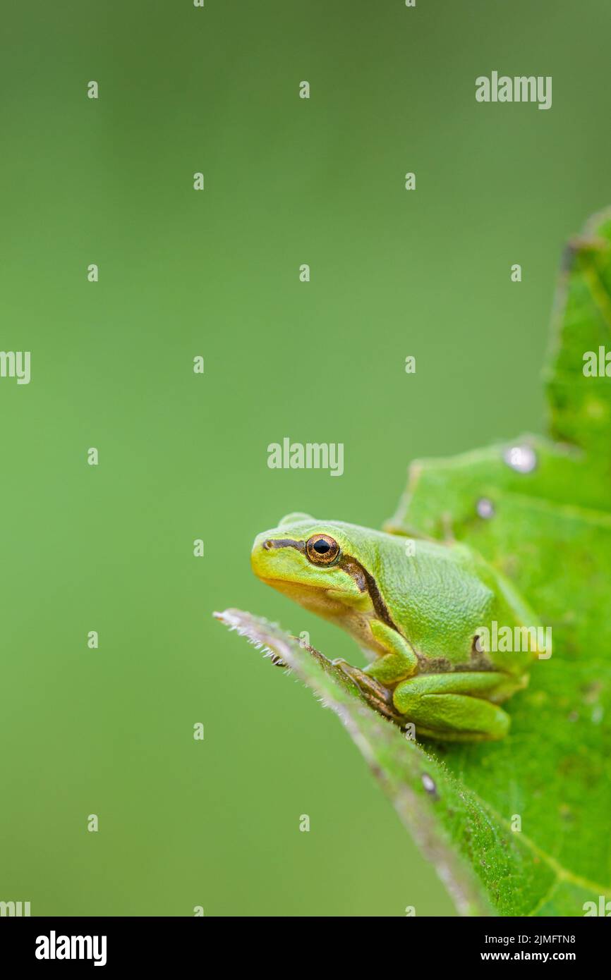 European Tree Frog Stock Photo - Alamy