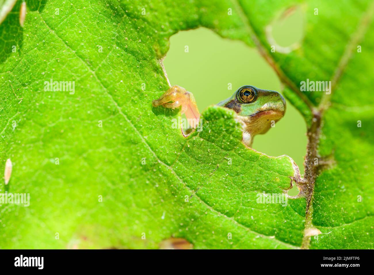 European Tree Frog Stock Photo - Alamy