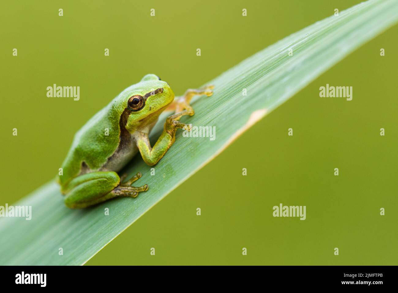 European Tree Frog Stock Photo - Alamy