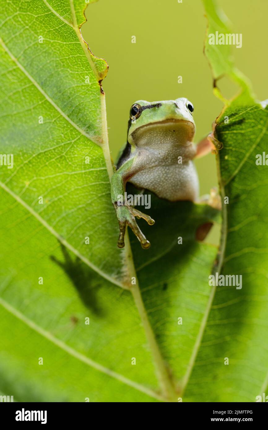 European Tree Frog Stock Photo - Alamy