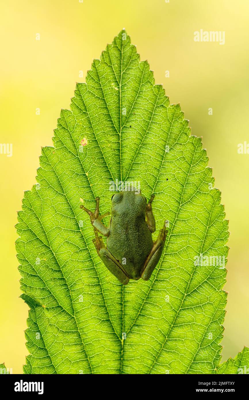 European Tree Frog Stock Photo - Alamy