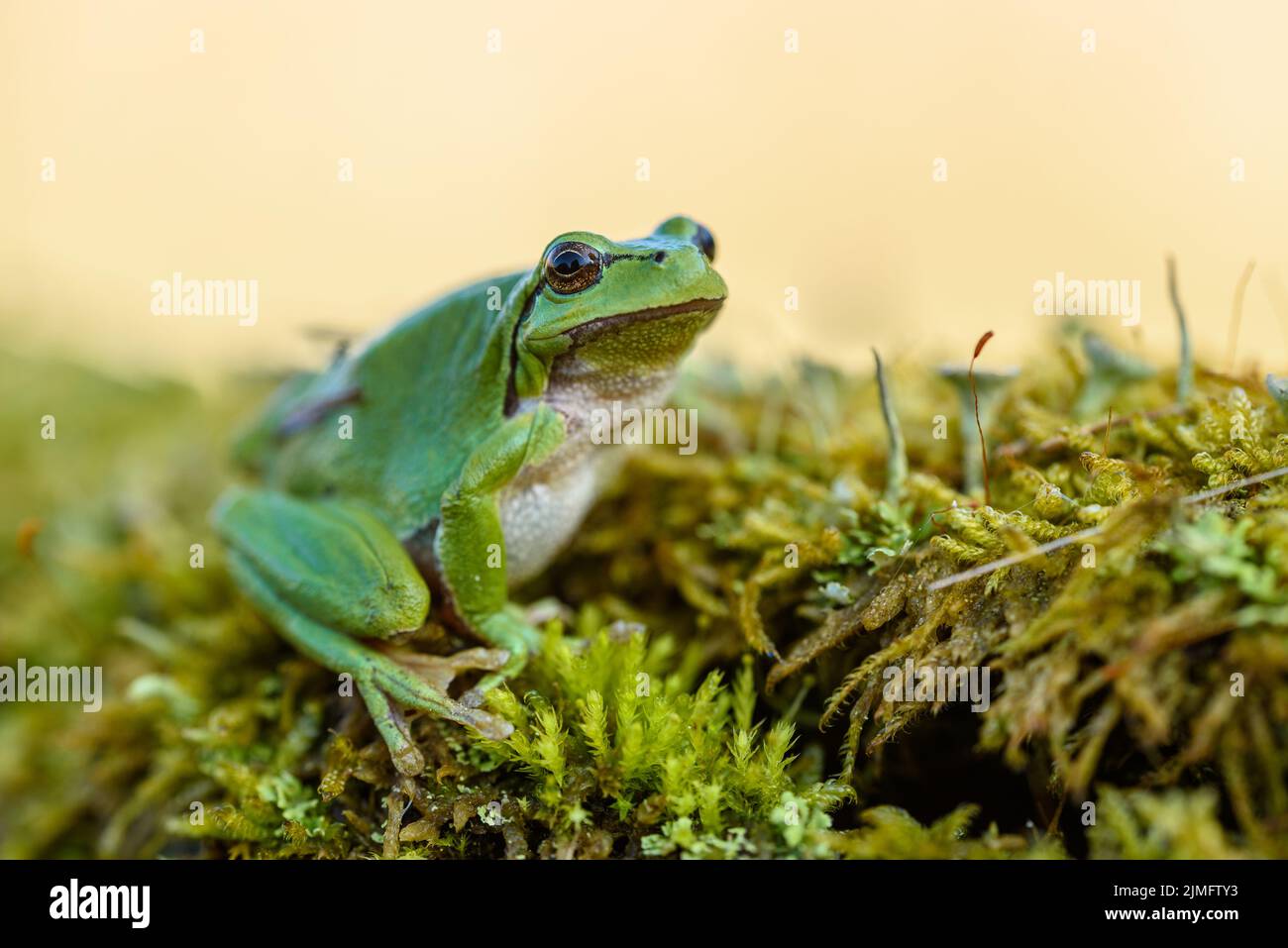 European Tree Frog Stock Photo - Alamy